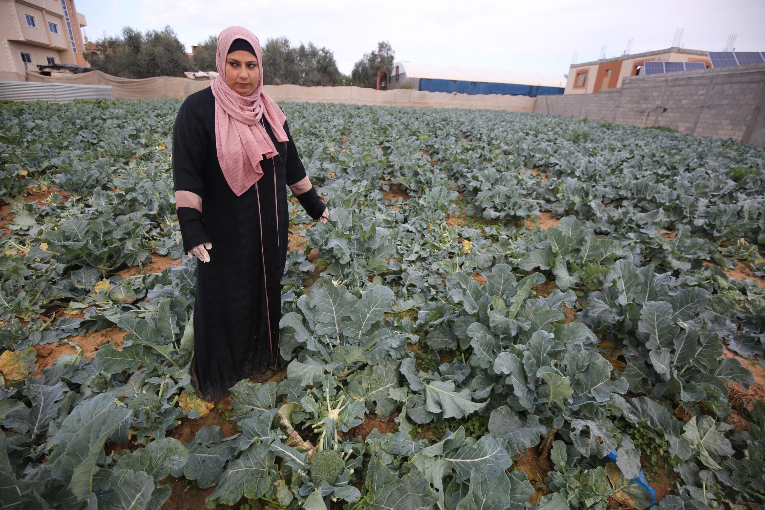 Broccoli lifts Palestinian women out of poverty – Middle East Monitor