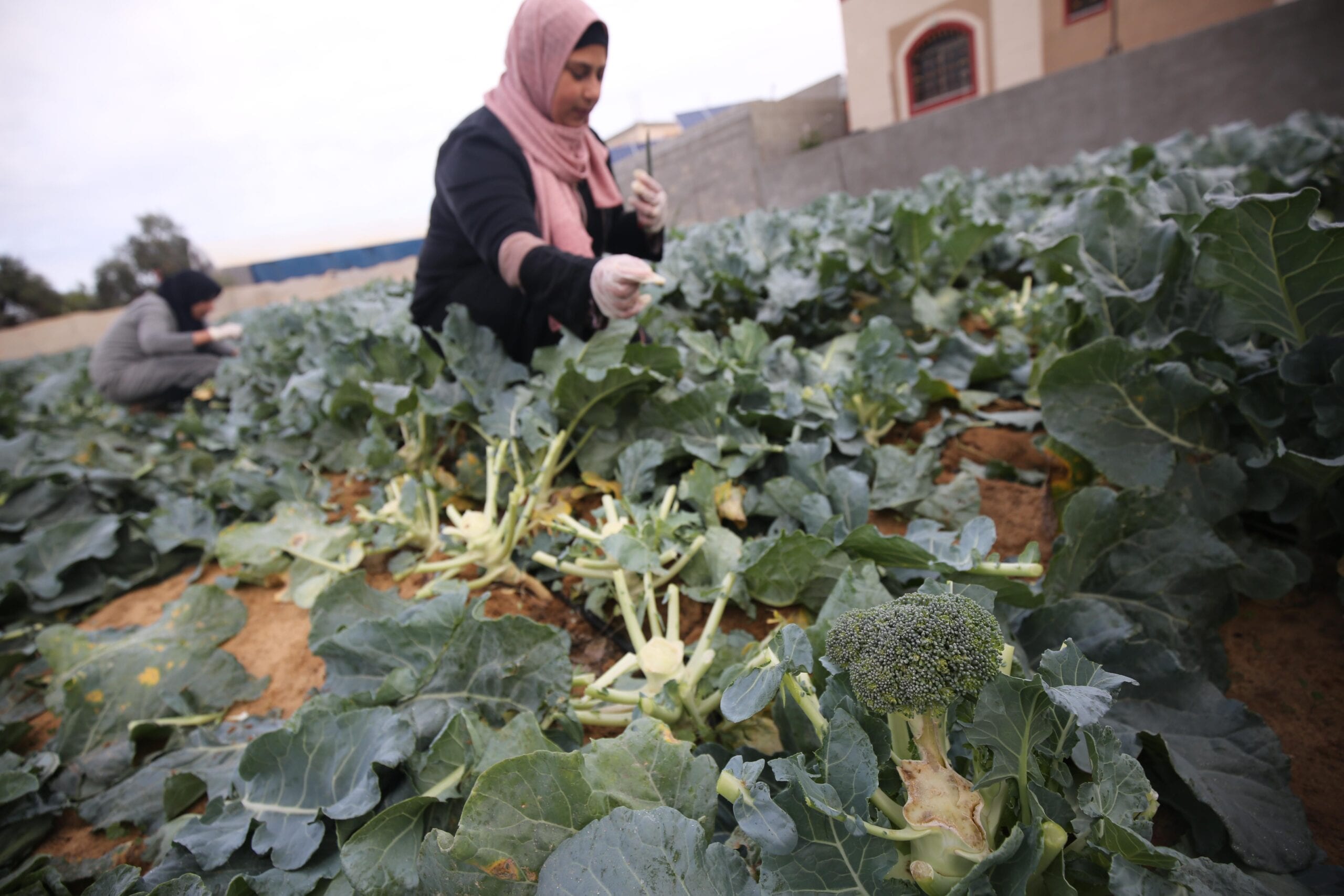 Broccoli lifts Palestinian women out of poverty – Middle East Monitor