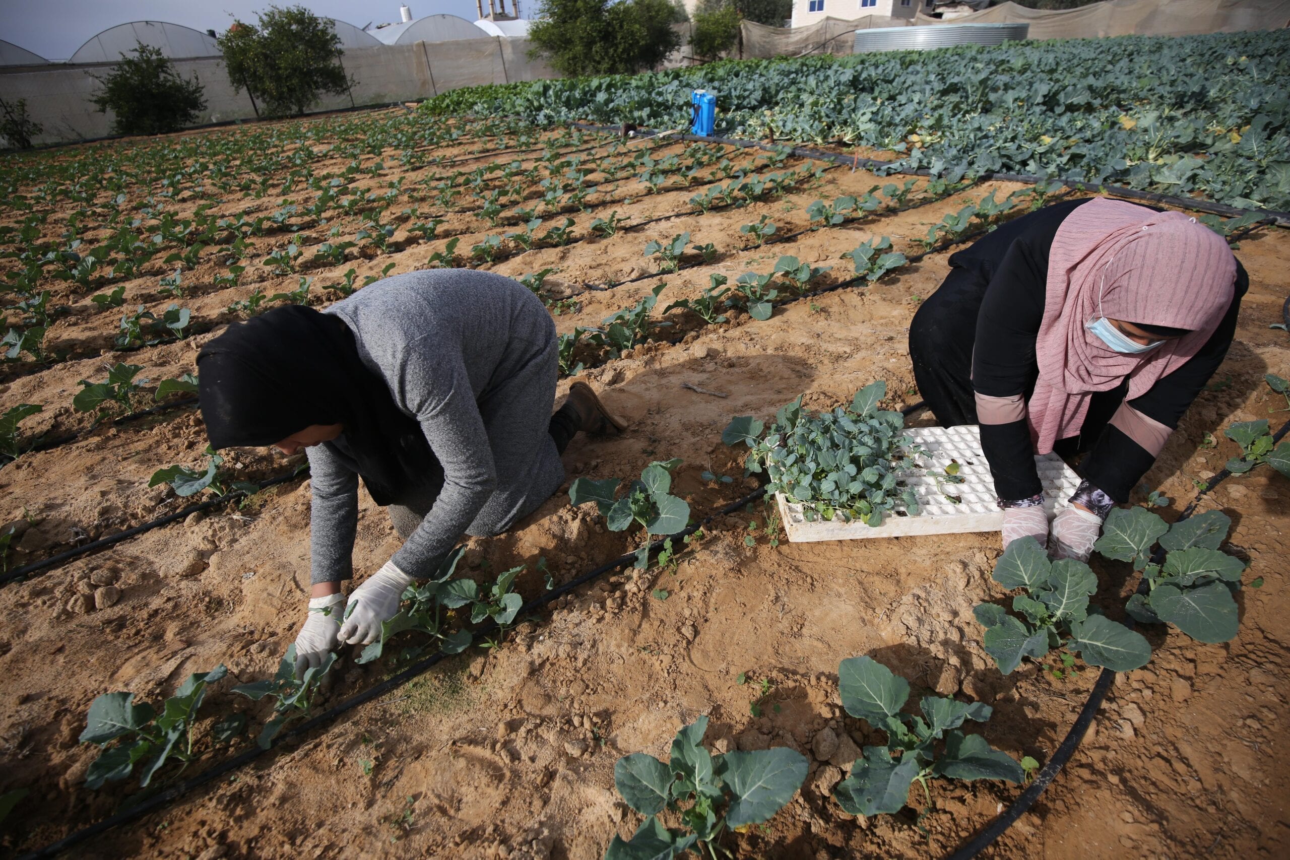Broccoli lifts Palestinian women out of poverty – Middle East Monitor