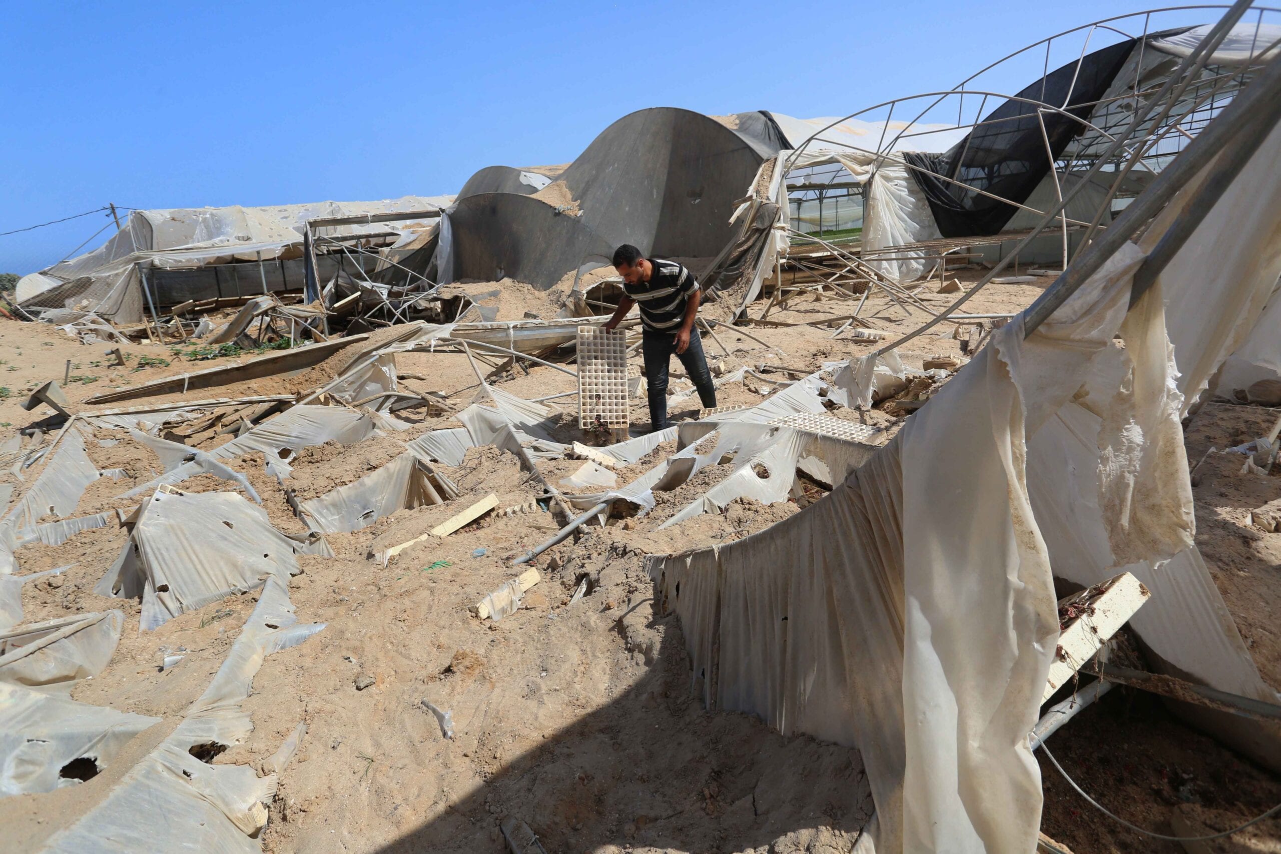 Low harvest season for Gaza farmers after Israeli attacks – Middle East ...