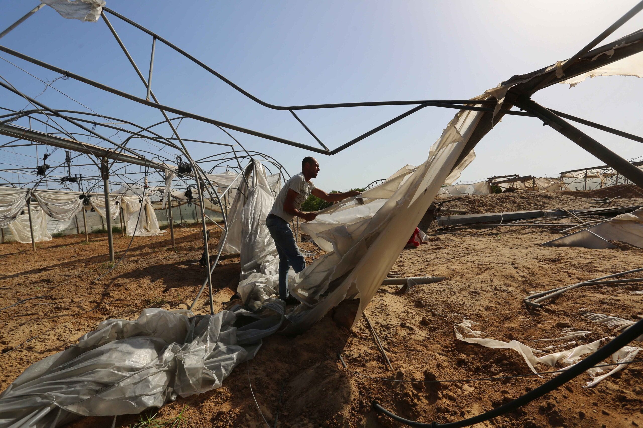 Low harvest season for Gaza farmers after Israeli attacks – Middle East ...