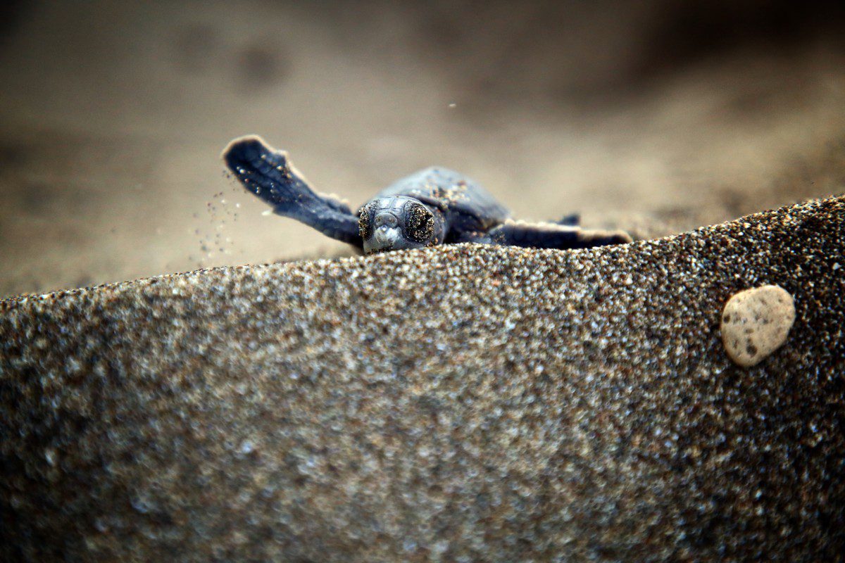 Newly hatched turtles in Turkey’s Mersin – Middle East Monitor
