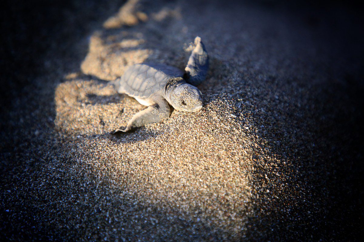 Newly hatched turtles in Turkey’s Mersin – Middle East Monitor