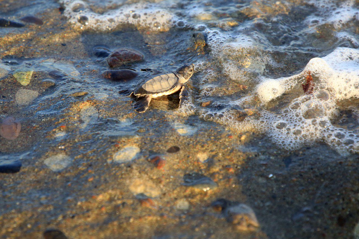 Newly hatched turtles in Turkey’s Mersin – Middle East Monitor