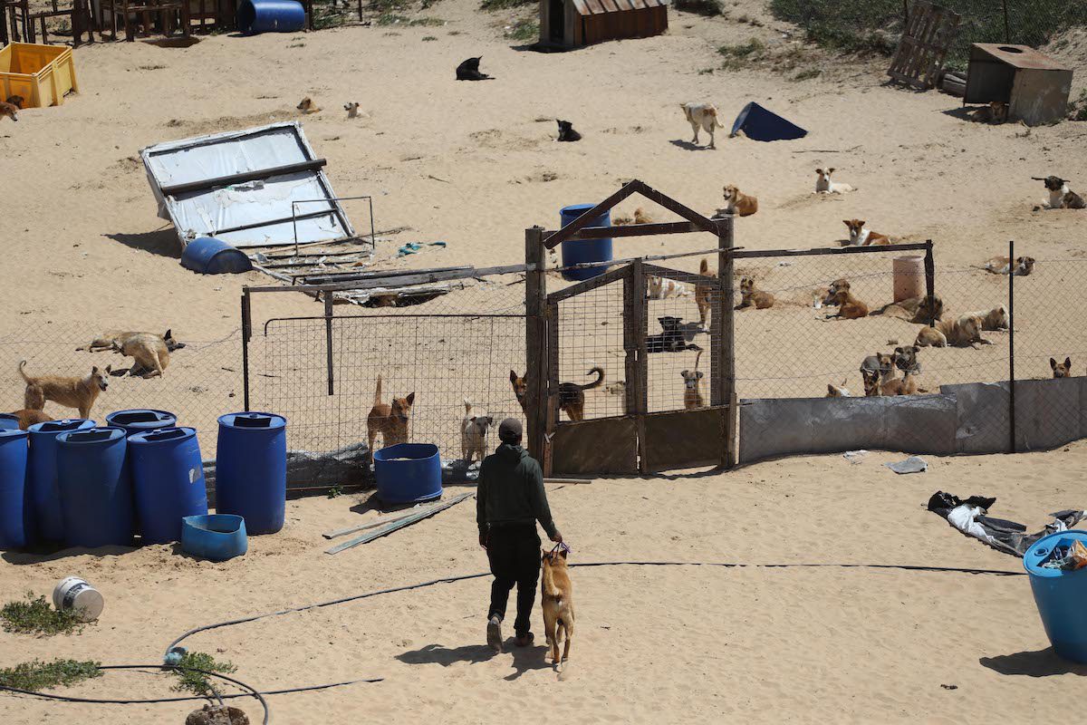 Rehabilitating Gaza’s stray dogs – Middle East Monitor