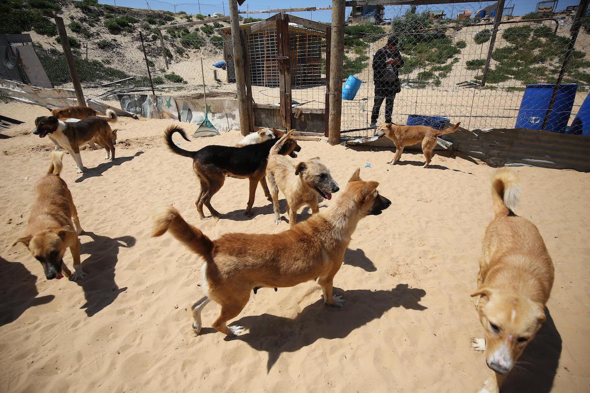Rehabilitating Gaza’s stray dogs – Middle East Monitor