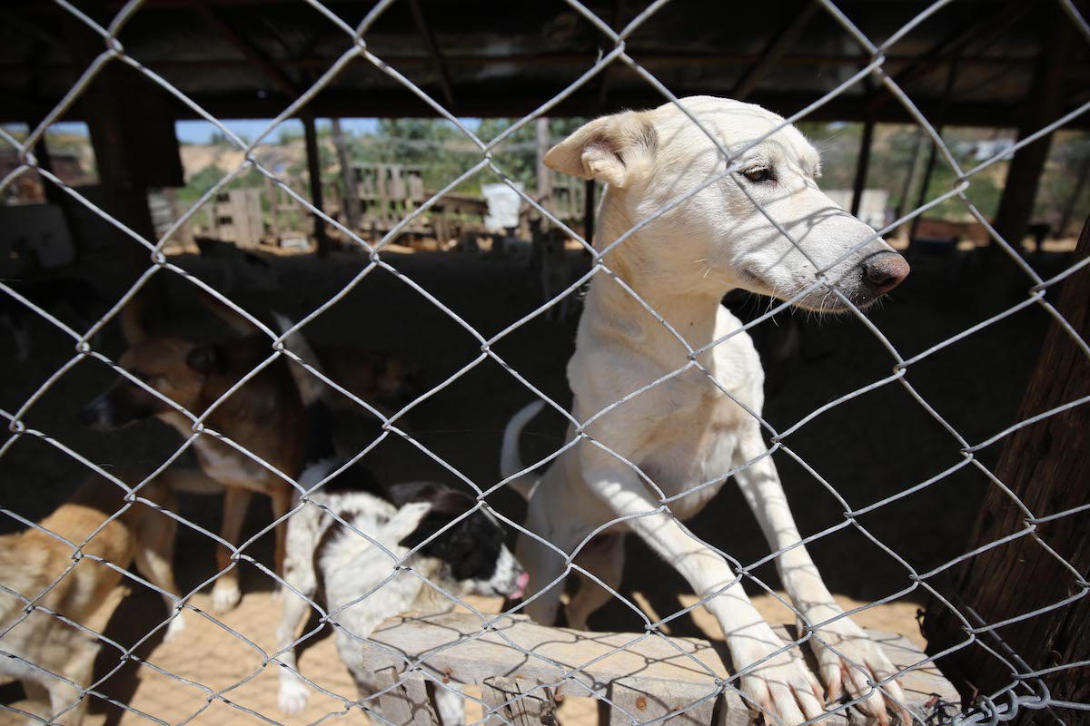 Rehabilitating Gaza’s stray dogs – Middle East Monitor