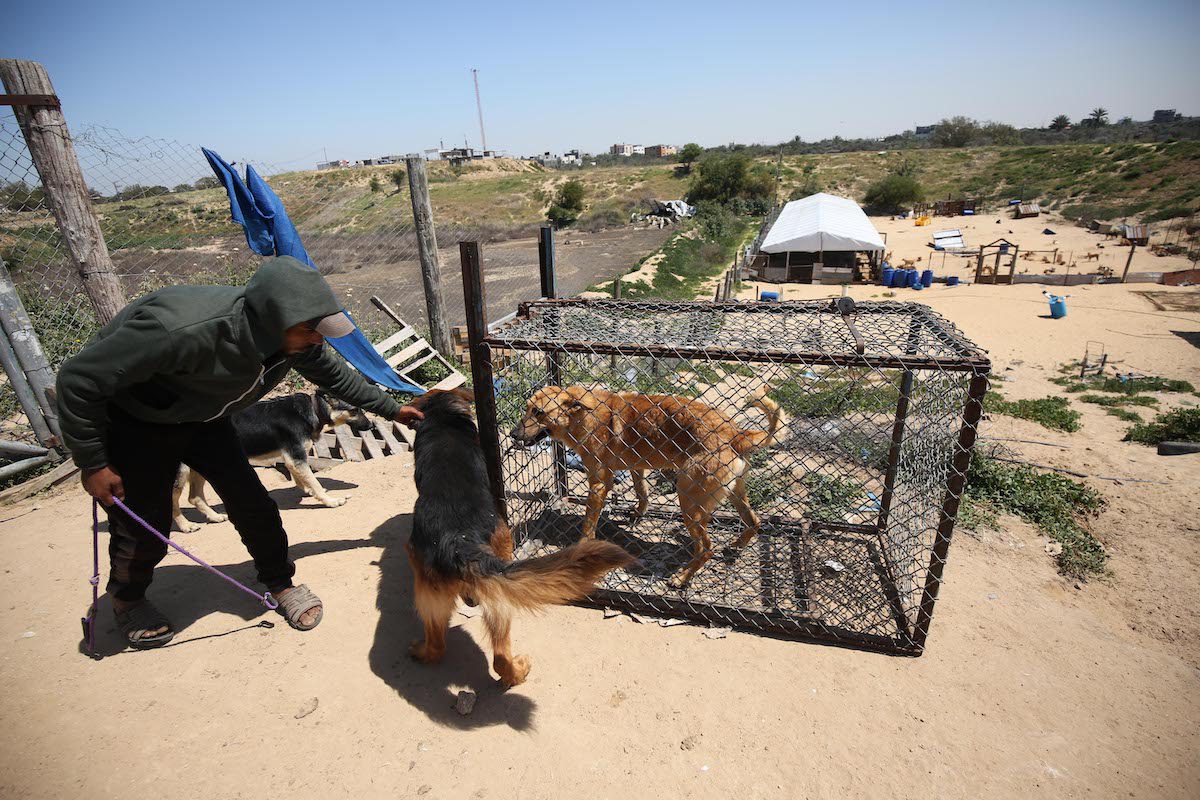 Rehabilitating Gaza’s stray dogs – Middle East Monitor