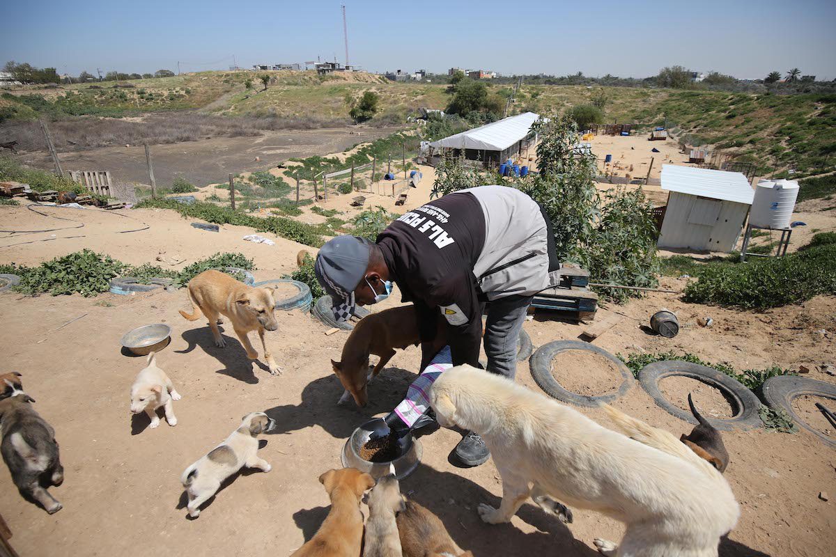Rehabilitating Gaza’s stray dogs – Middle East Monitor