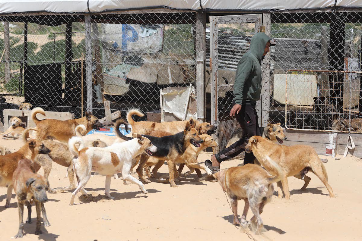 Rehabilitating Gaza’s stray dogs – Middle East Monitor