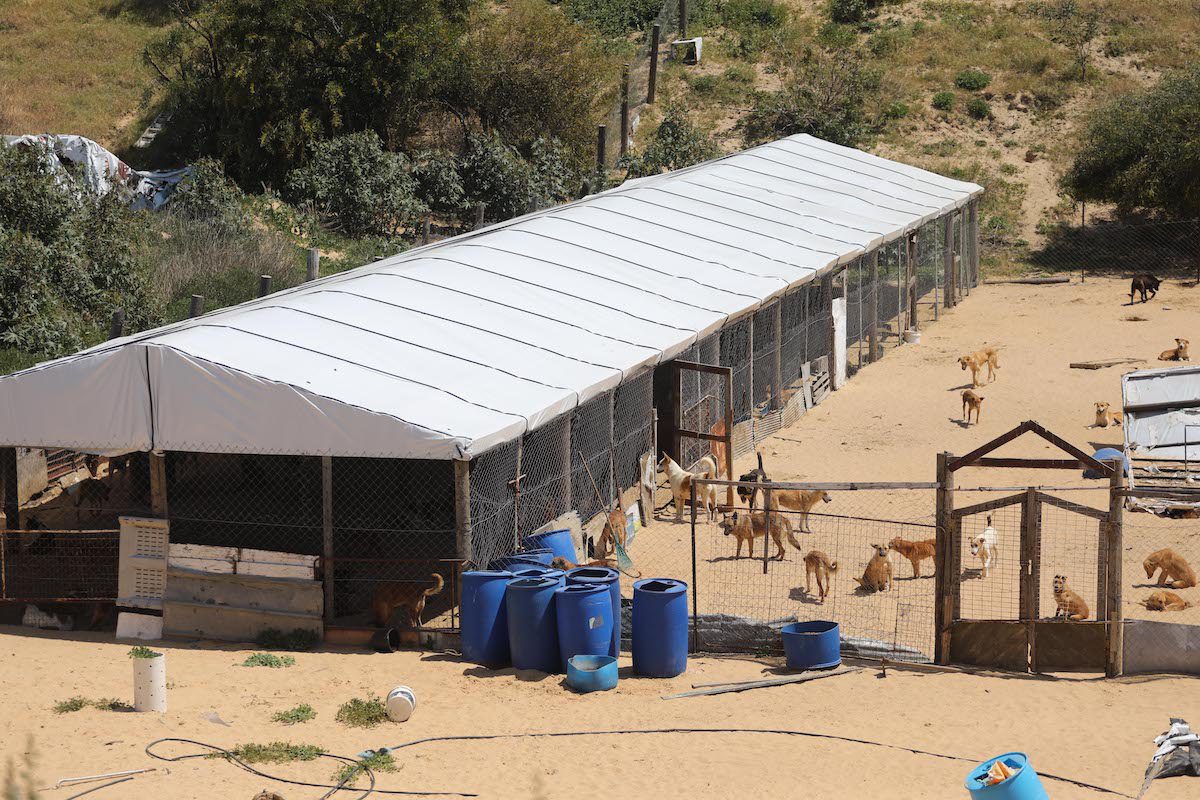 Rehabilitating Gaza’s stray dogs – Middle East Monitor
