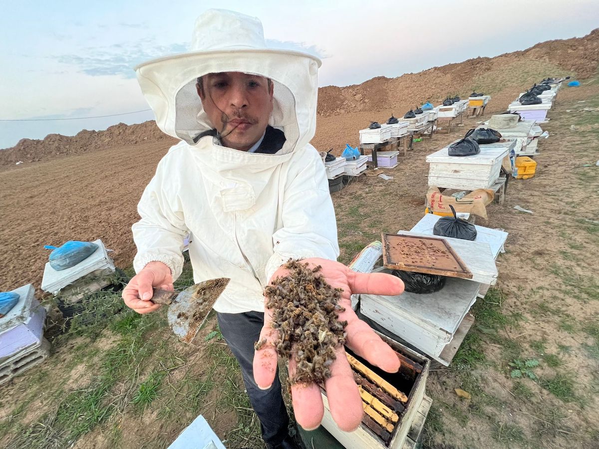 Bees: The latest victims of Israel’s strikes on Gaza – Middle East Monitor