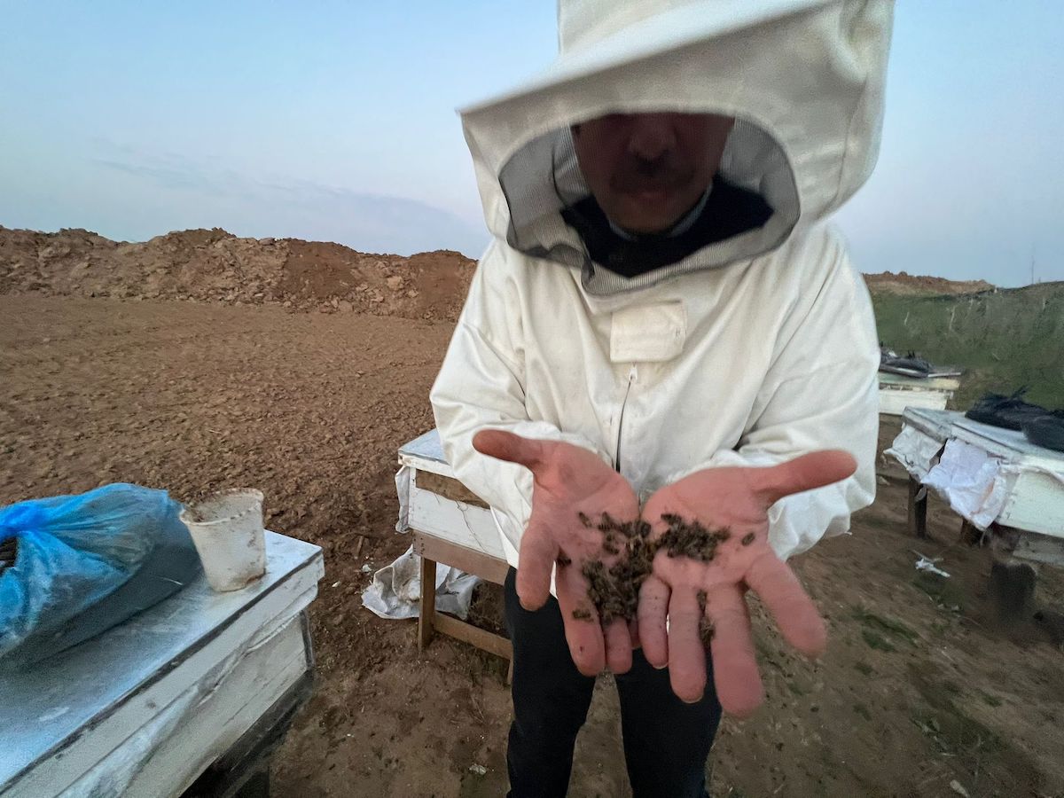 Bees: The latest victims of Israel’s strikes on Gaza – Middle East Monitor