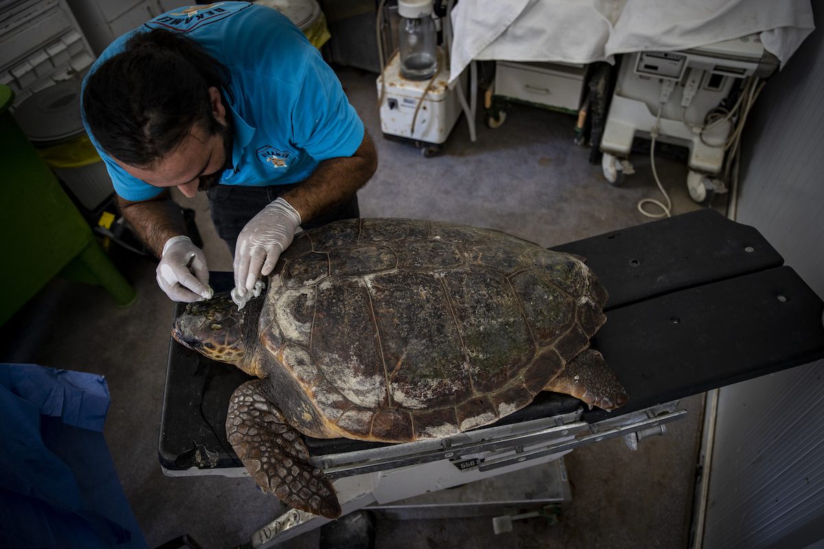 The Dangerous Journey of the Sea Turtles – Middle East Monitor