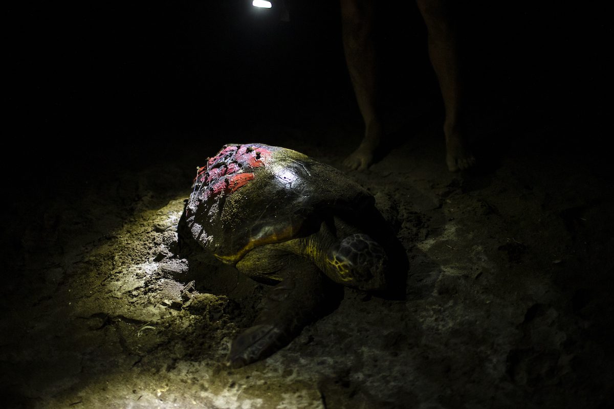 The Dangerous Journey of the Sea Turtles – Middle East Monitor