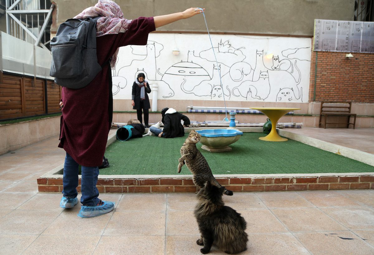 Cat museum and cafe for cat lovers in Iran – Middle East Monitor