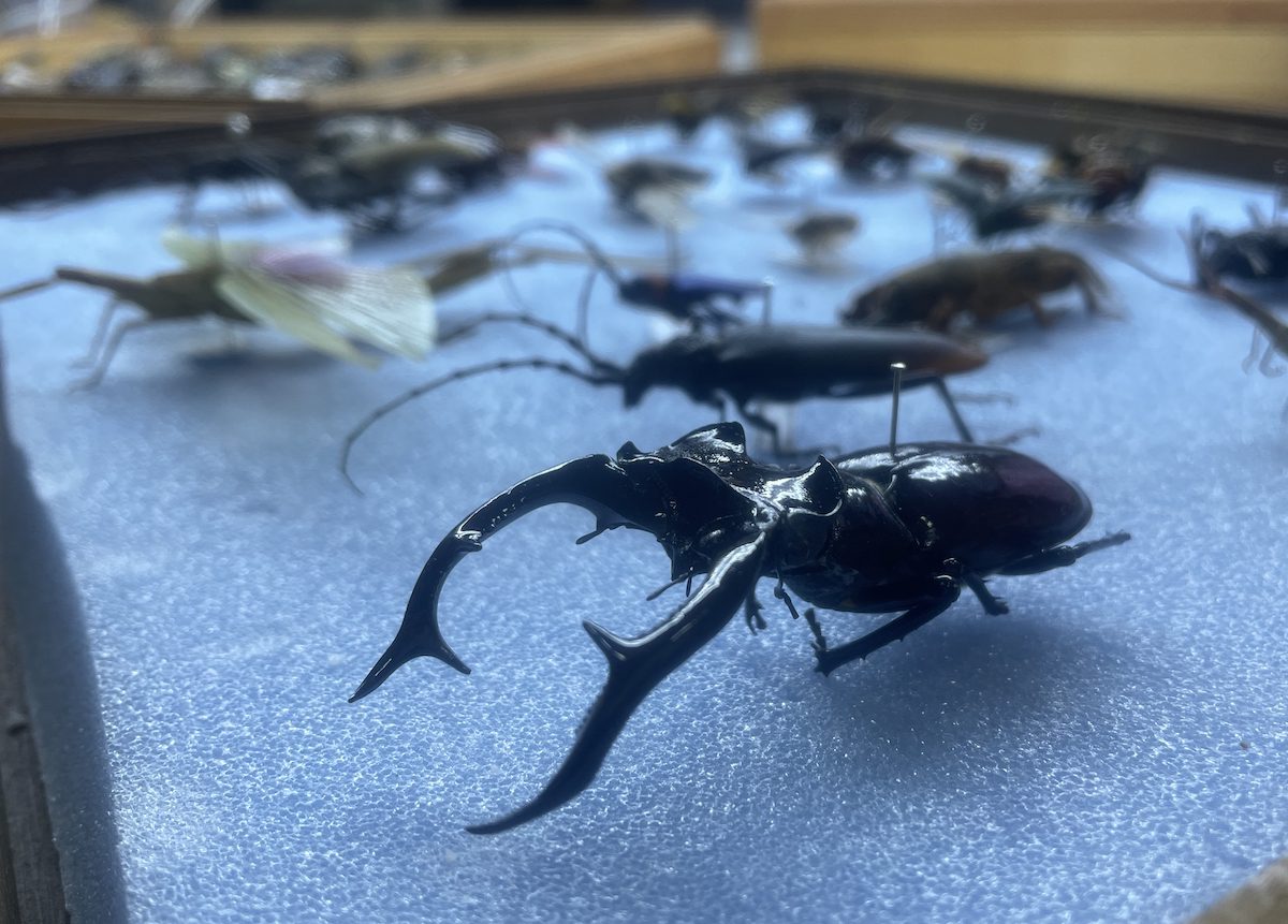 “Insect lover” professor plans to exhibit his 4,000 species collection ...