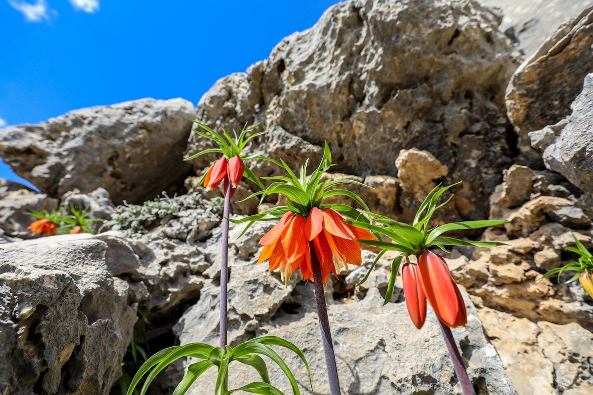 Inverted tulip and “Makam”” flower in Ergani – Middle East Monitor