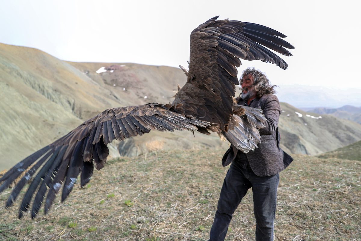 Raptorial birds released in nature – Middle East Monitor