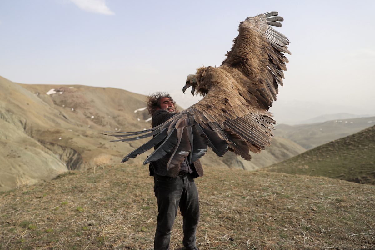 Raptorial birds released in nature – Middle East Monitor