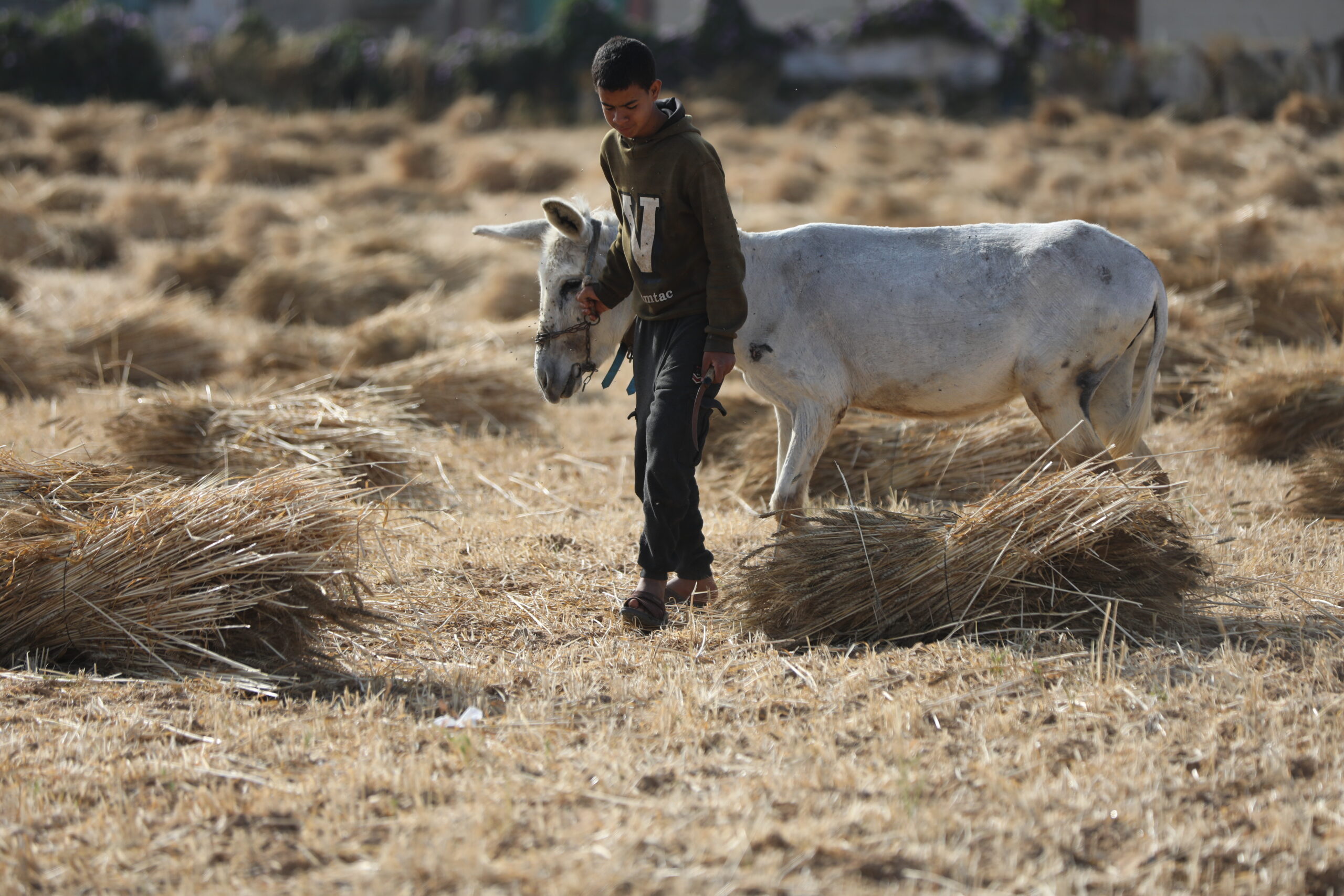 Gaza sees improved wheat crop this season – Middle East Monitor