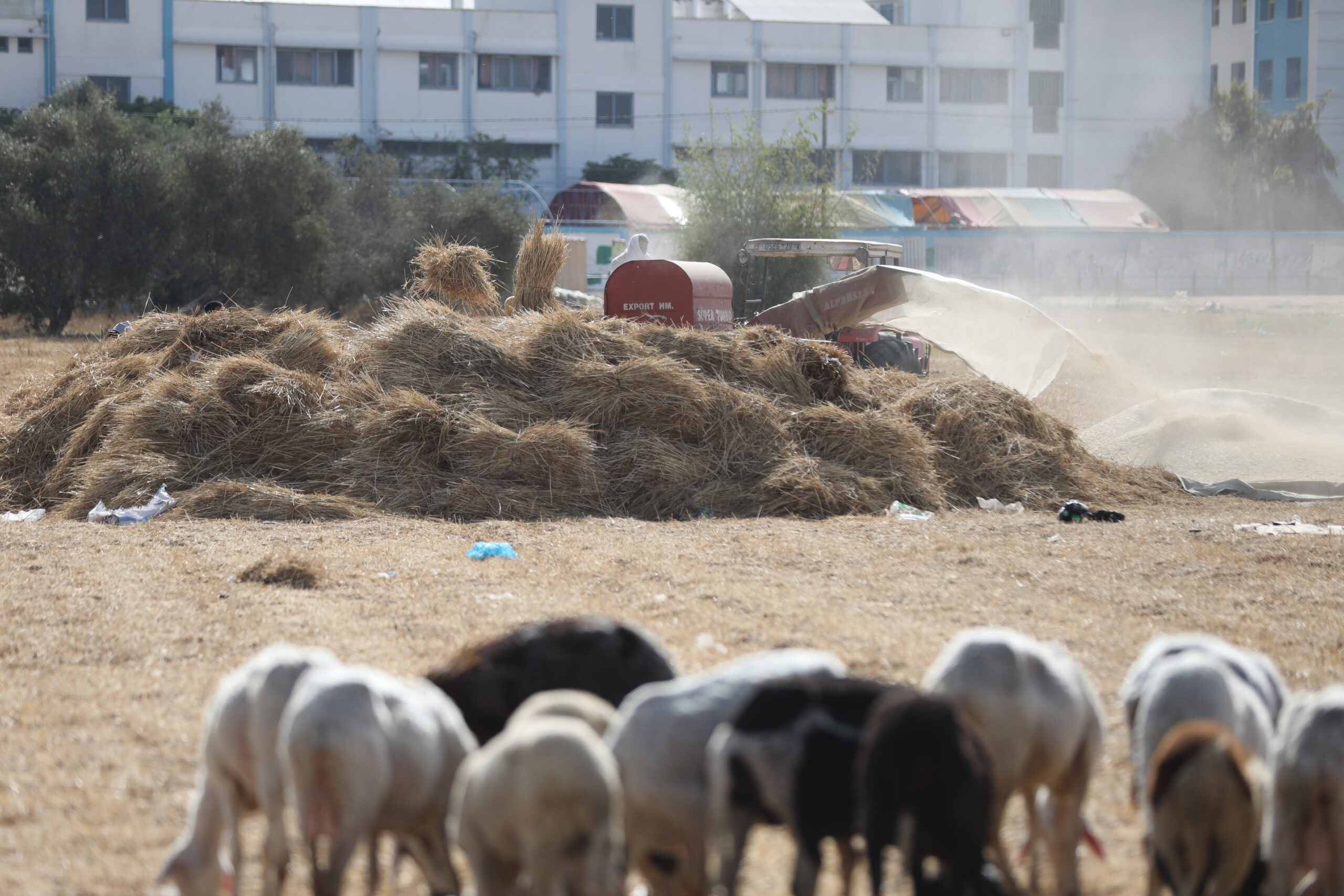 Gaza sees improved wheat crop this season – Middle East Monitor