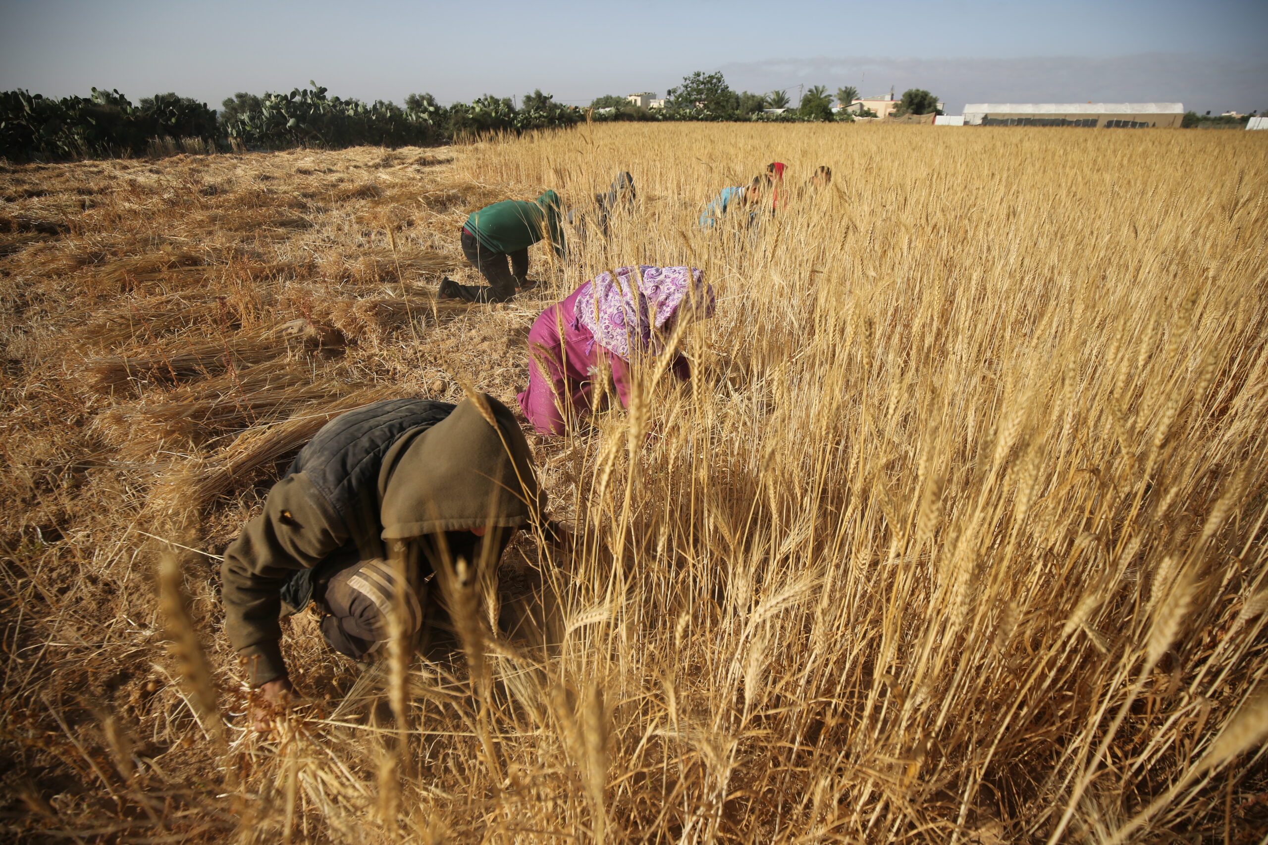 Gaza sees improved wheat crop this season – Middle East Monitor