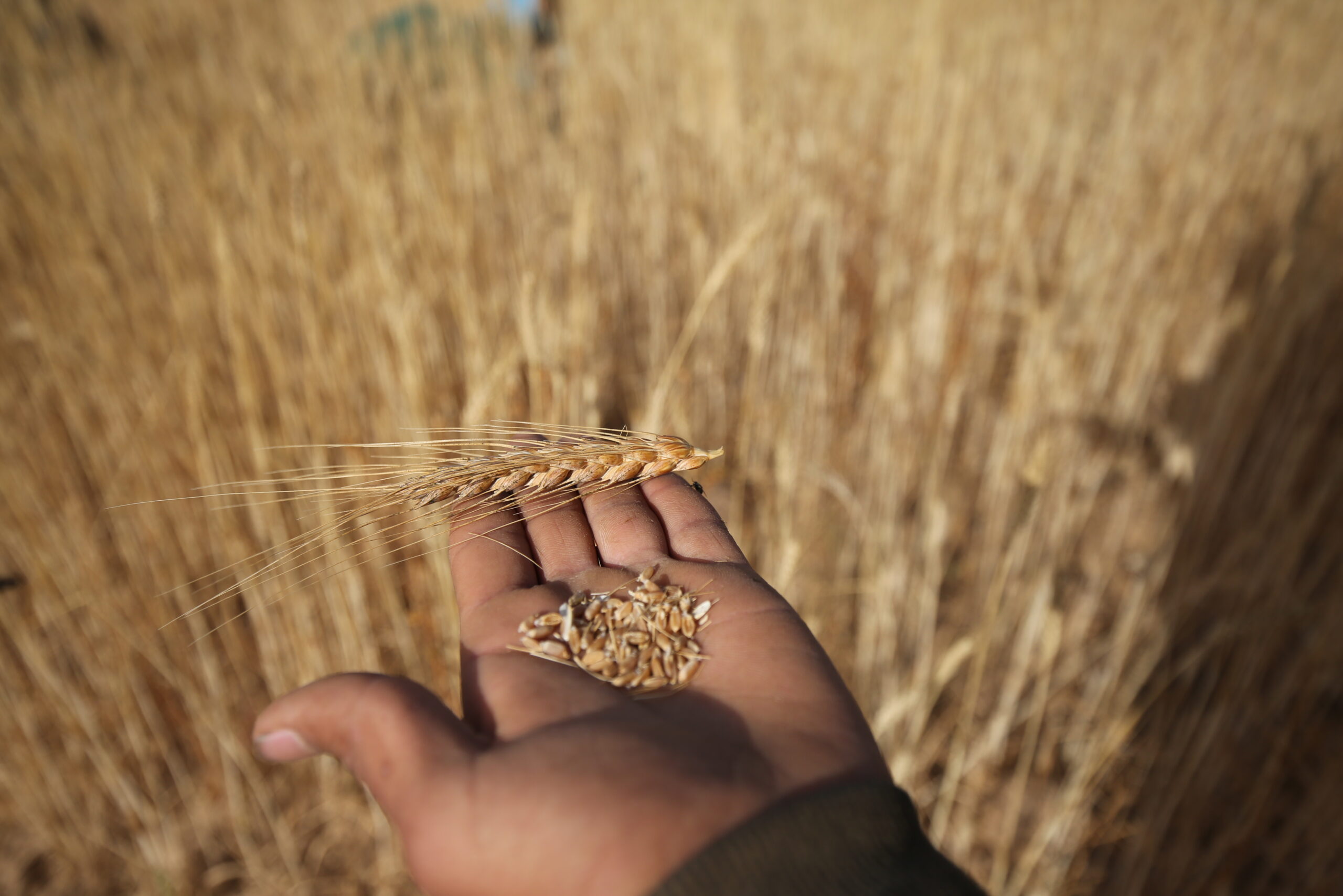 Gaza sees improved wheat crop this season – Middle East Monitor
