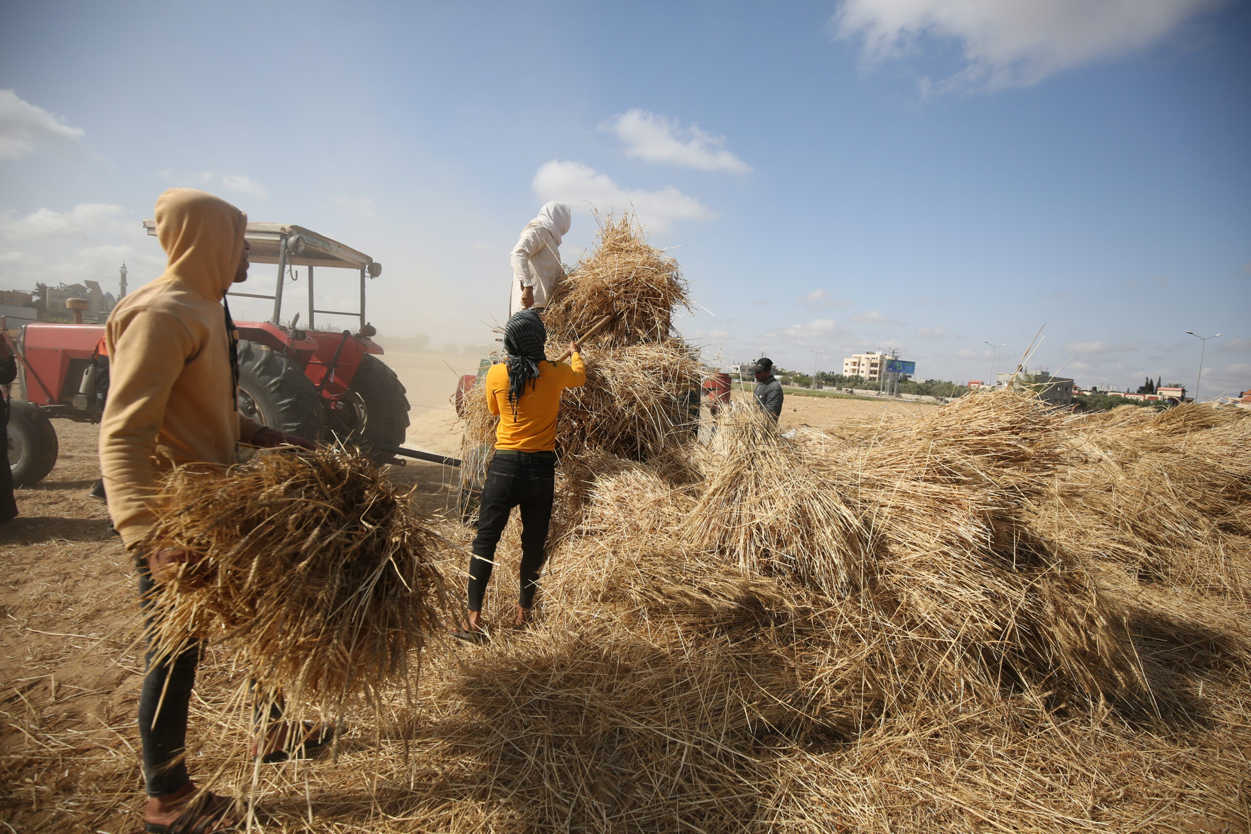 Gaza sees improved wheat crop this season – Middle East Monitor