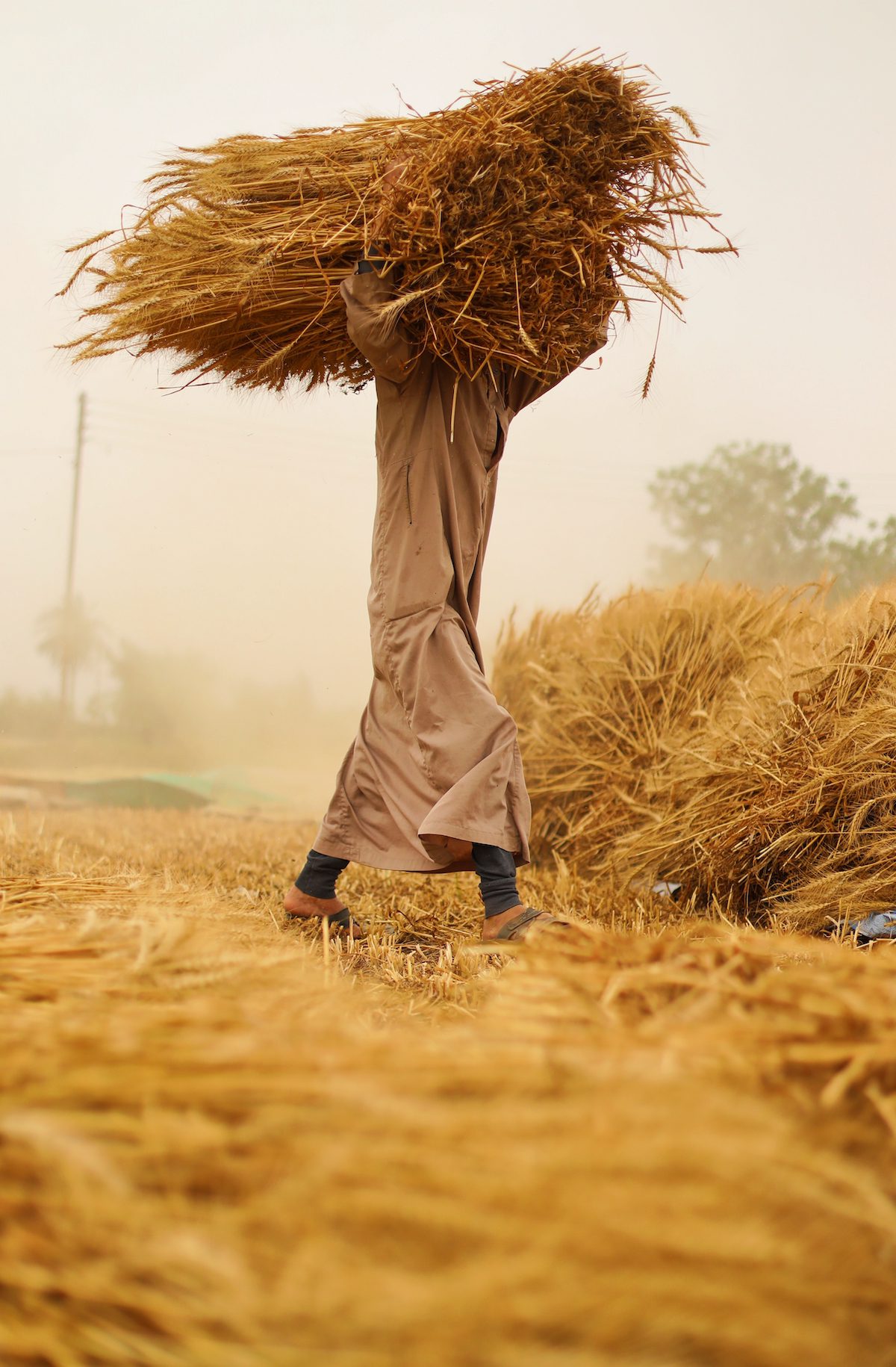 Wheat harvest in Egypt – Middle East Monitor