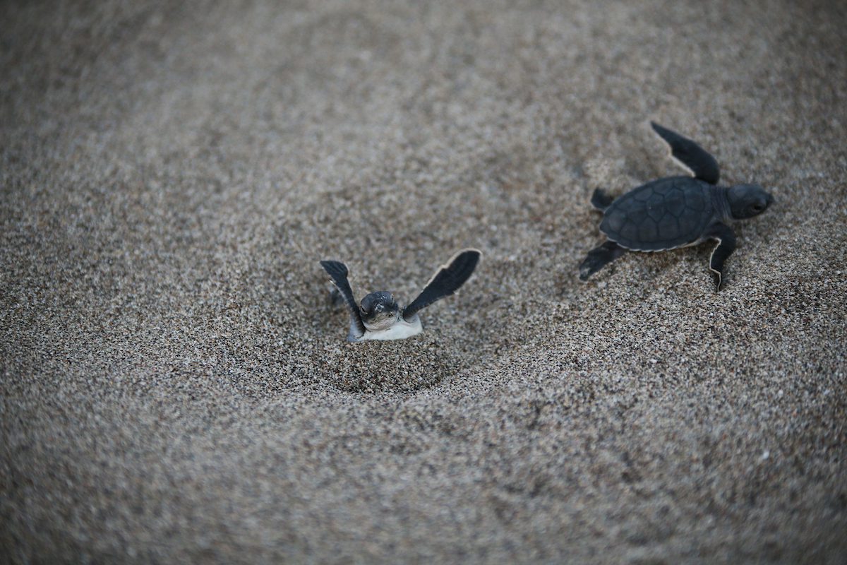 Litter forms obstacles for baby turtles heading to sea – Middle East ...