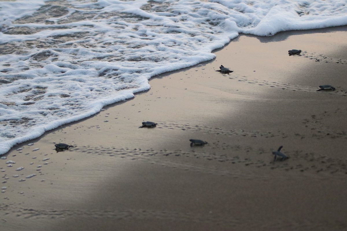 Litter forms obstacles for baby turtles heading to sea – Middle East ...