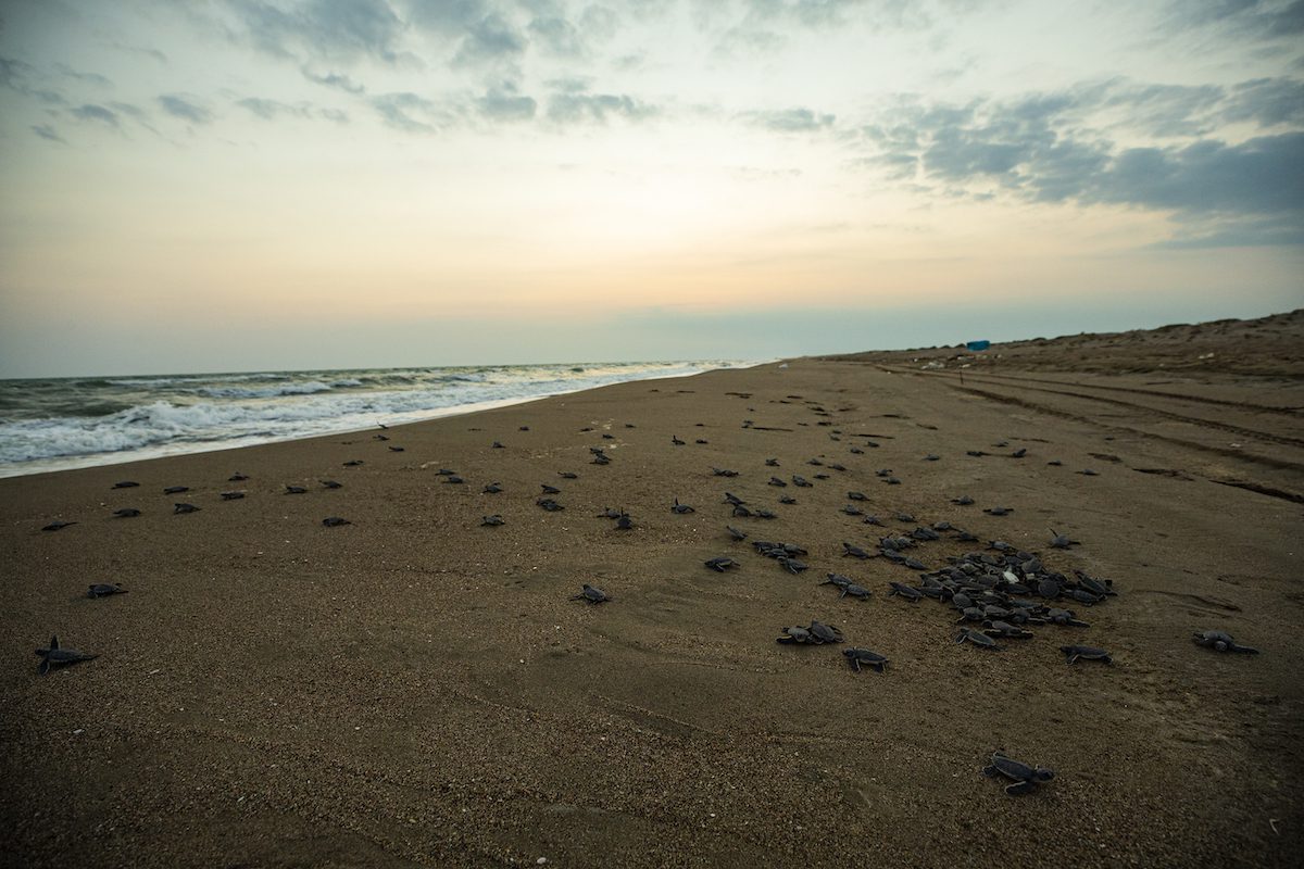 Litter forms obstacles for baby turtles heading to sea – Middle East ...