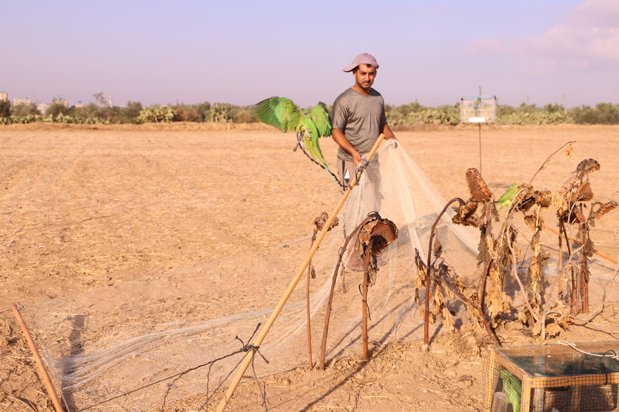 Palestinians capture dora parrots during their migration – Middle East ...