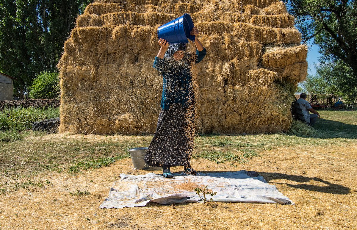 Women sift through the cereals in Turkiye’s Kars – Middle East Monitor