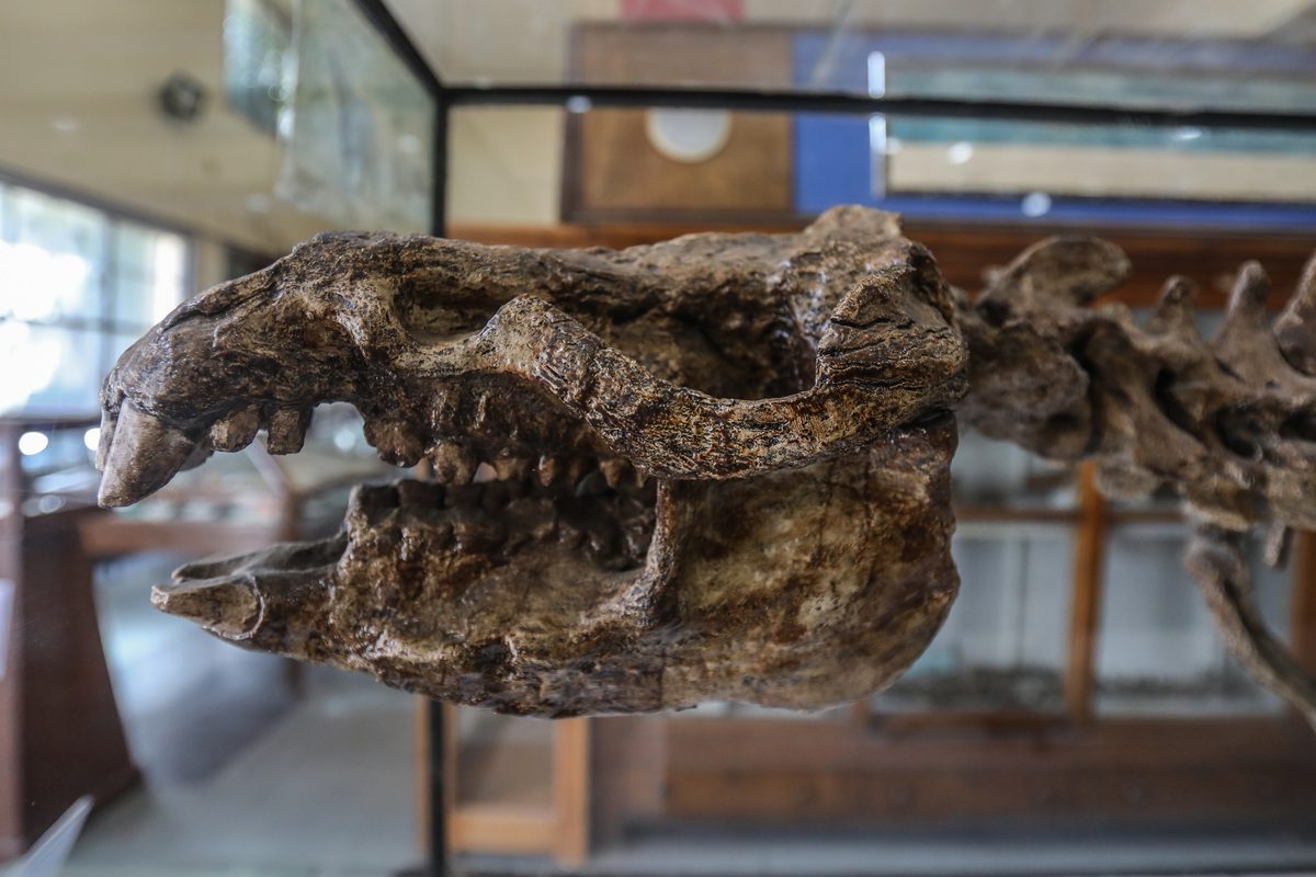 Egyptian Geology Museum: Middle East and Africa’s first geoscience ...