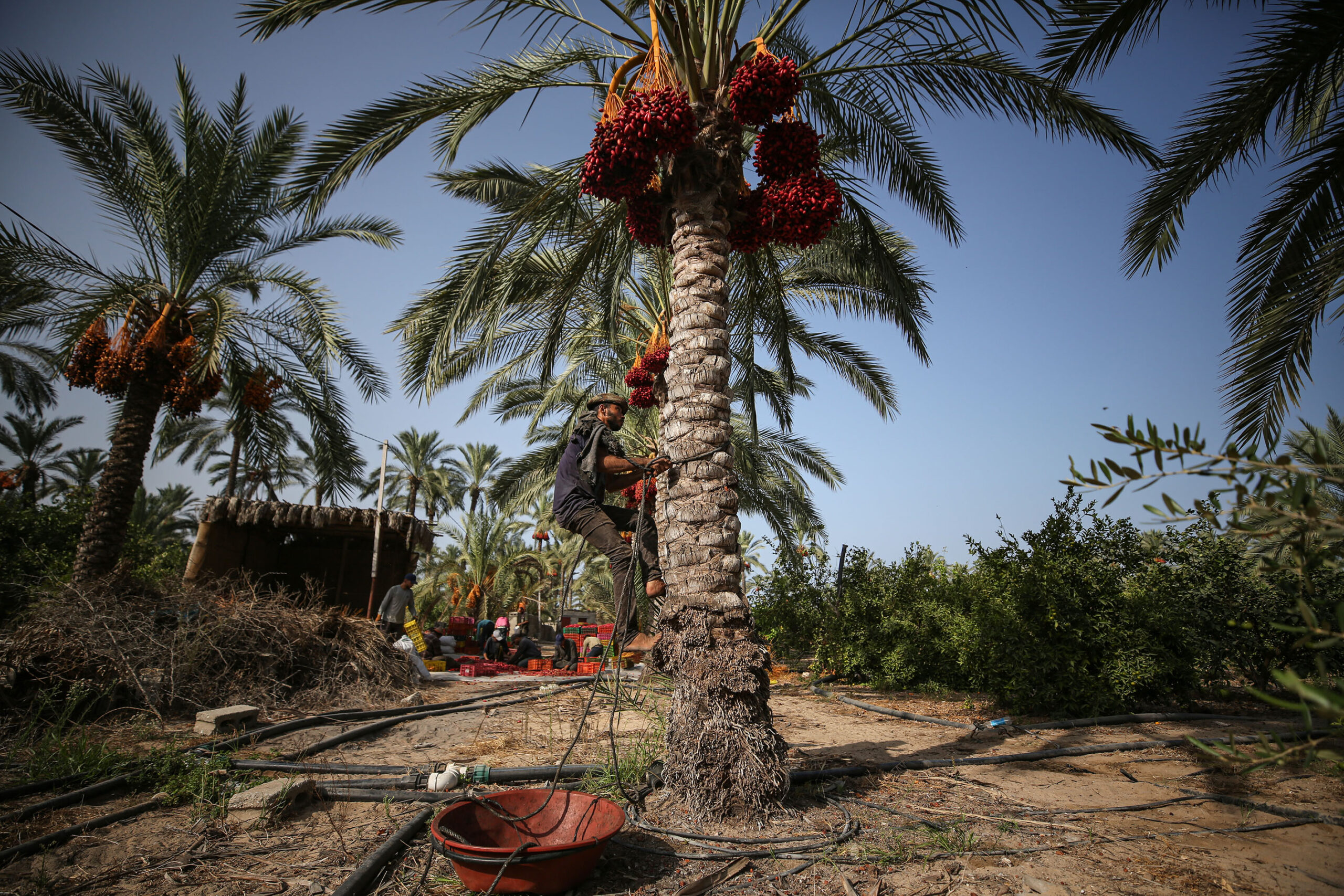 Date harvesting in Gaza – Middle East Monitor