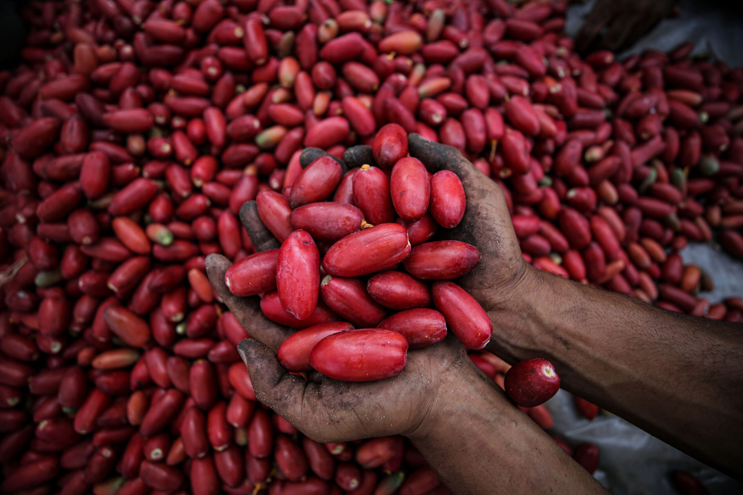 Date harvesting in Gaza – Middle East Monitor
