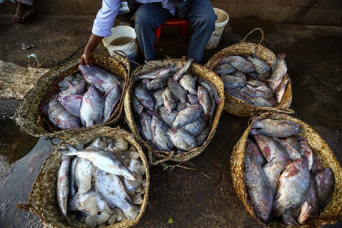Fish market in Omdurman, Sudan – Middle East Monitor