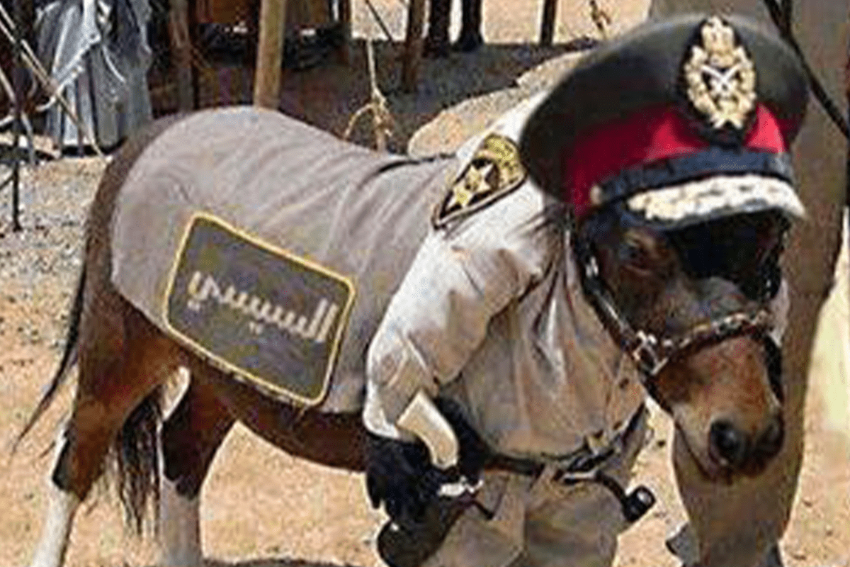 Egyptian social media users mock Sisi’s remarks during Economic ...