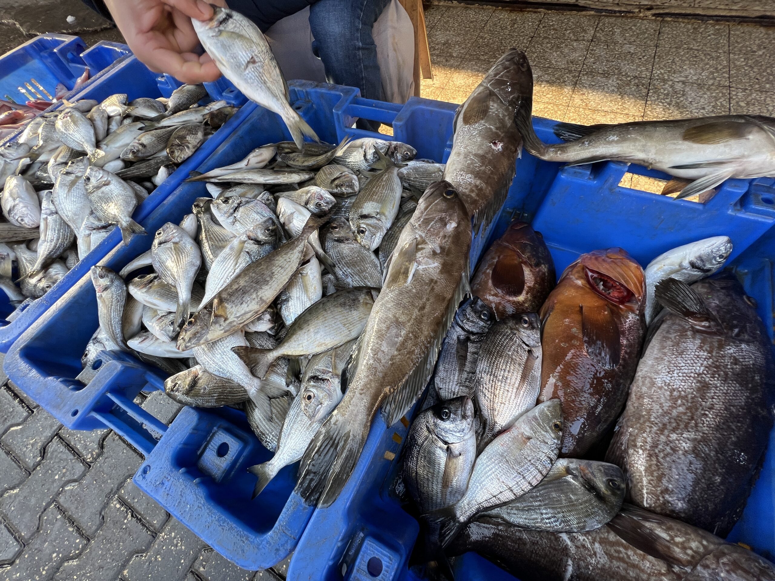 Israel bans fish exports from Gaza to West Bank – Middle East Monitor