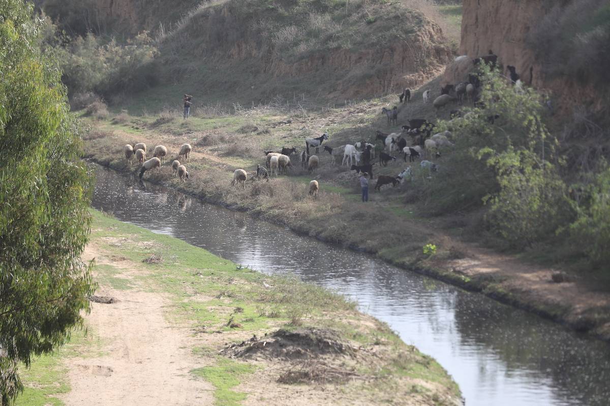 Tonnes of waste removed from Gaza nature reserve to provide open space ...
