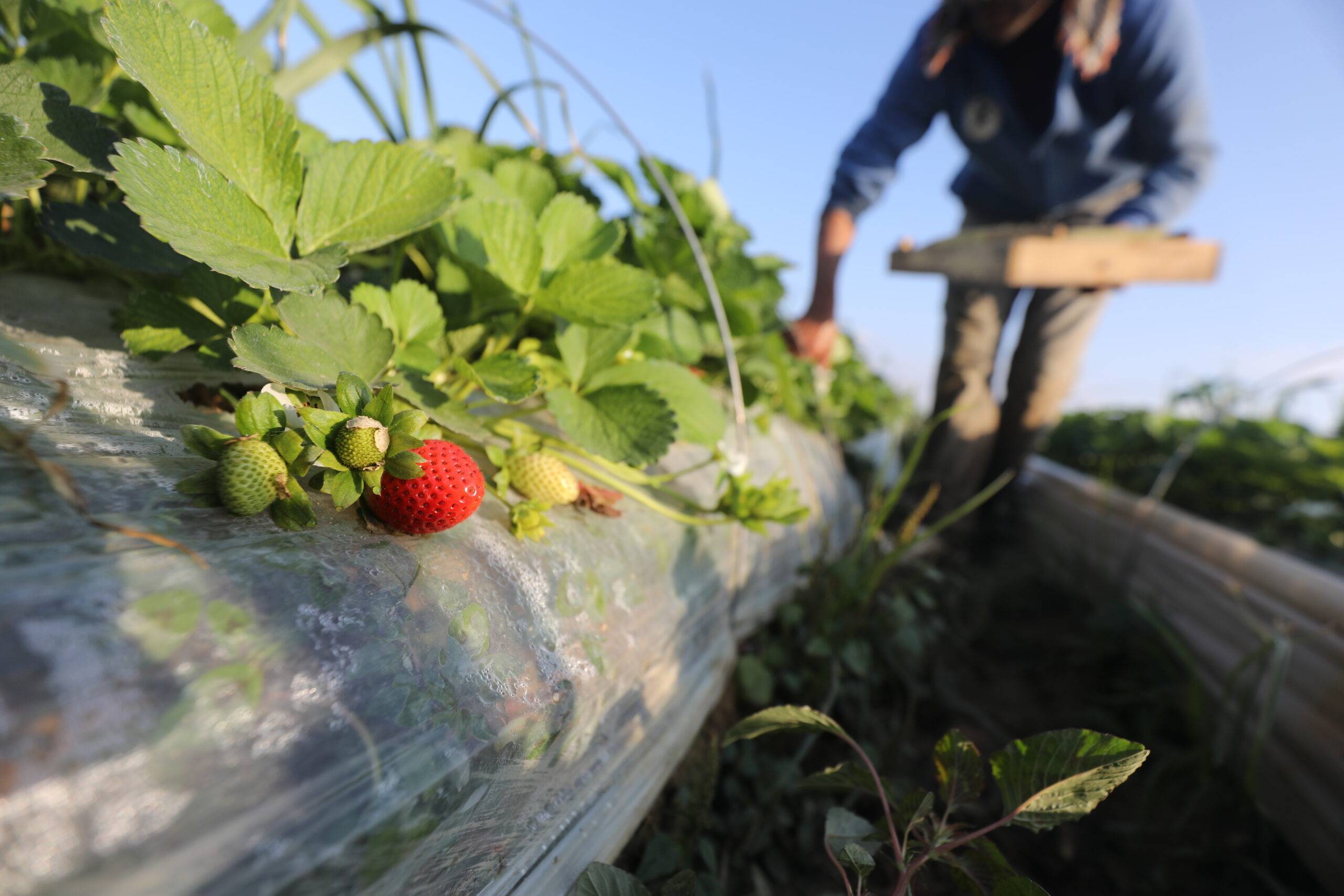 Gaza exports strawberries to the West Bank – Middle East Monitor