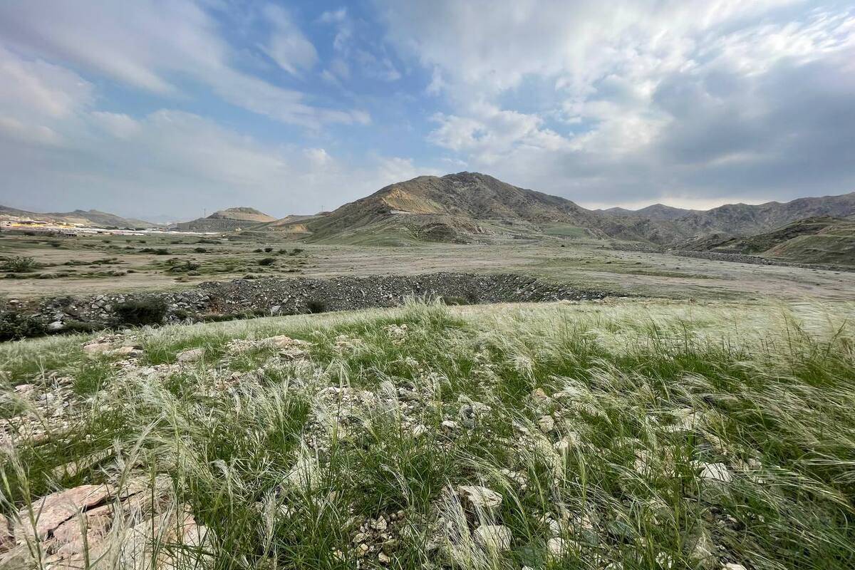 Mountains and plains turn green after rains in Mecca – Middle East Monitor