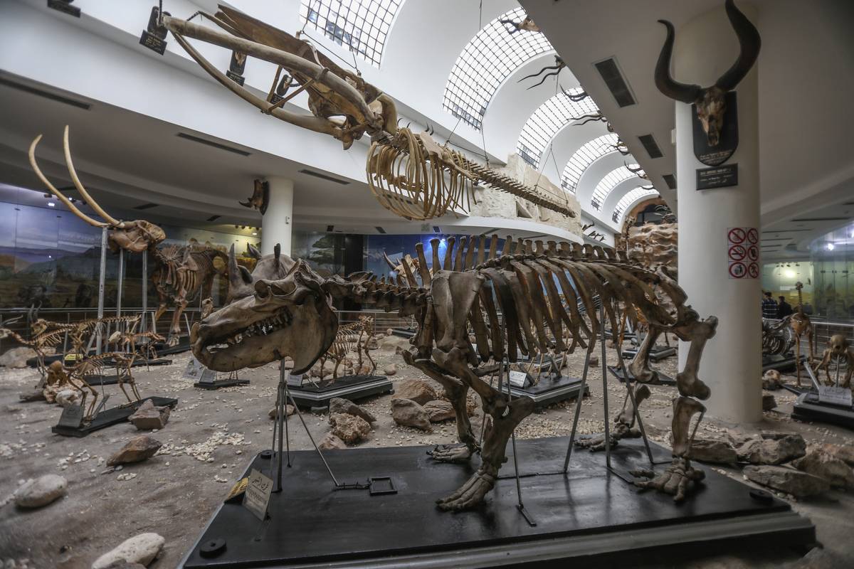 Zoological Museum at the Giza Zoo in Egypt – Middle East Monitor