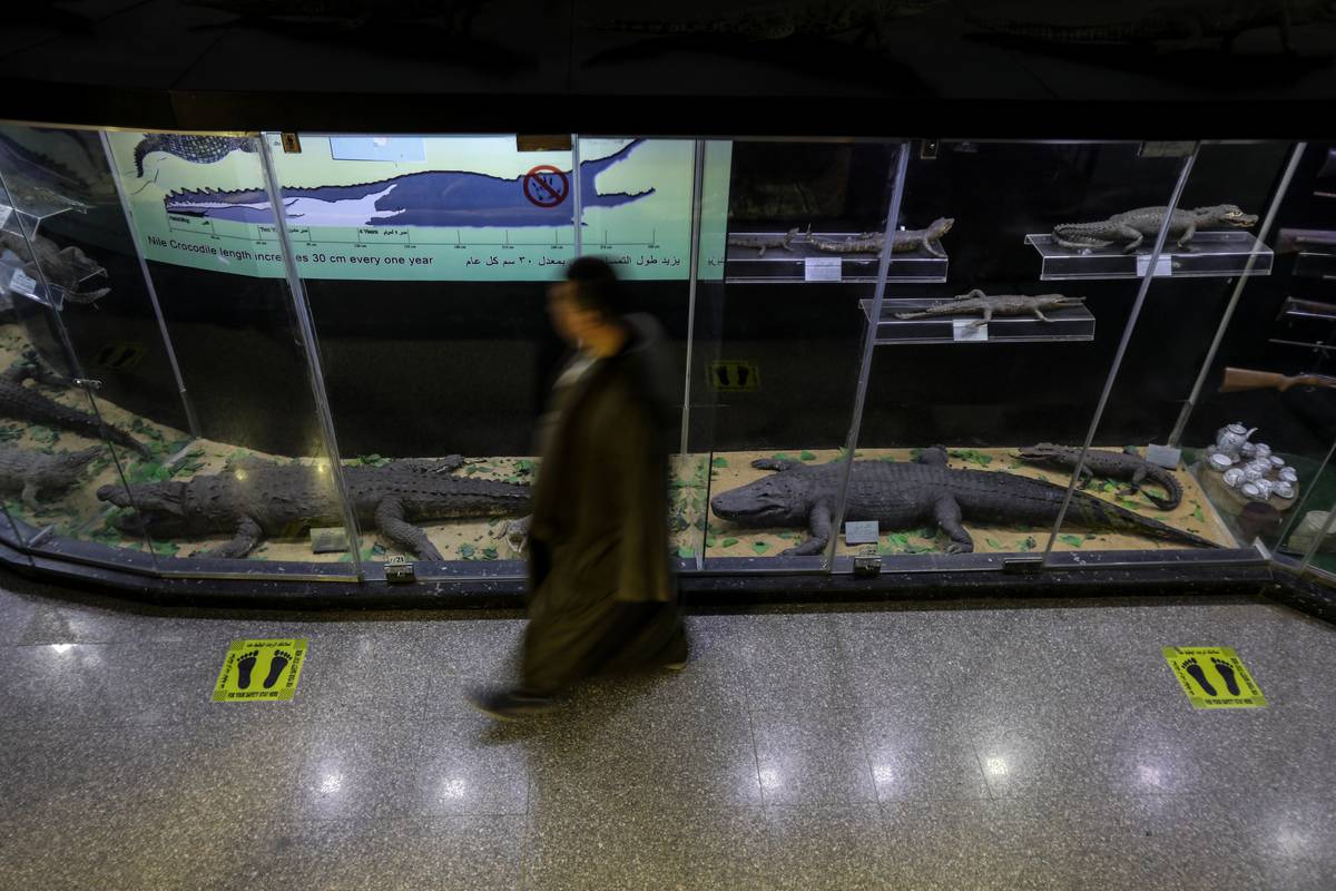 Zoological Museum at the Giza Zoo in Egypt – Middle East Monitor