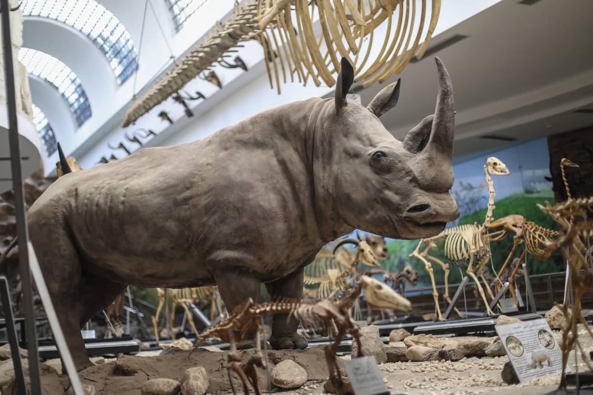 Zoological Museum at the Giza Zoo in Egypt – Middle East Monitor