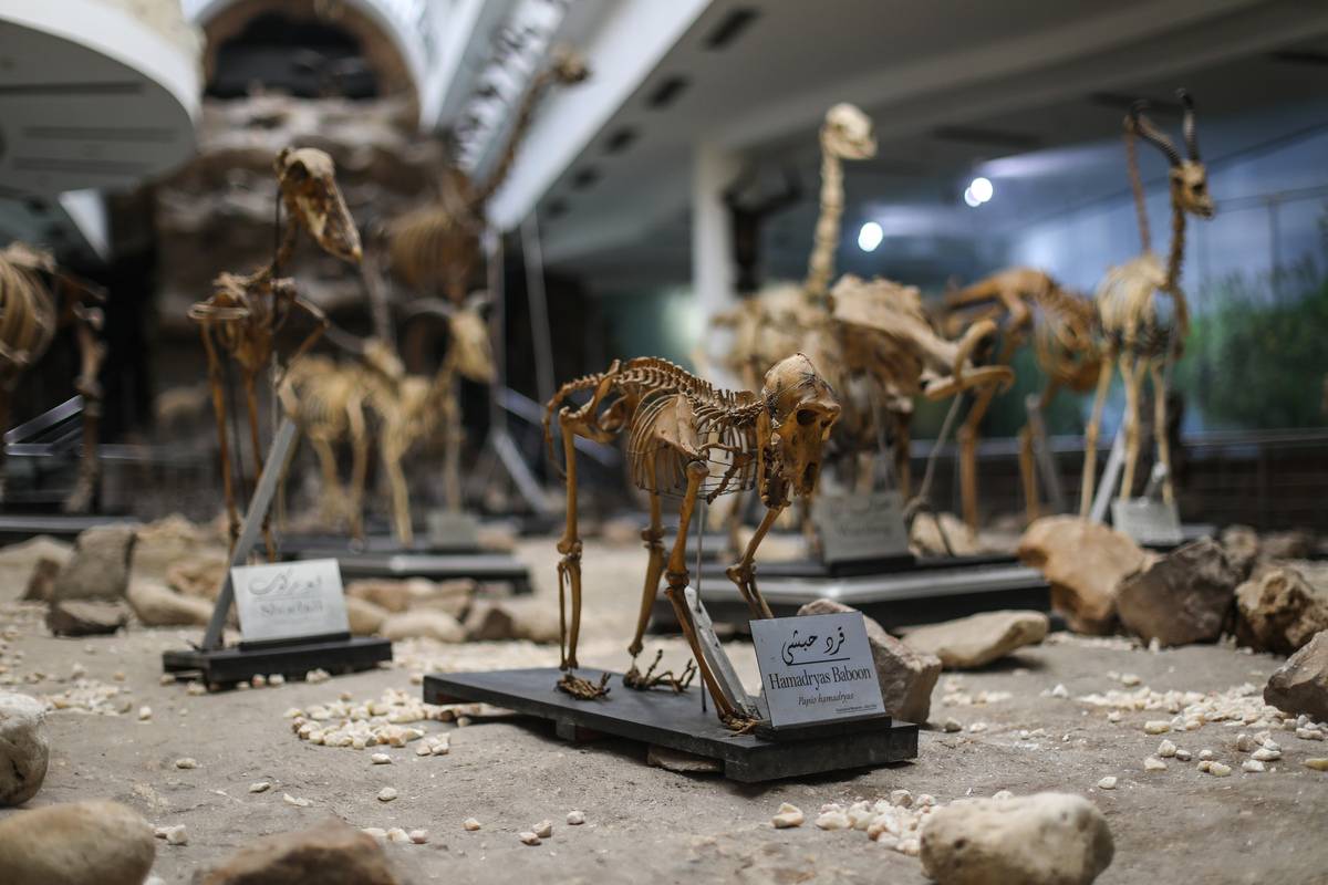 Zoological Museum at the Giza Zoo in Egypt – Middle East Monitor