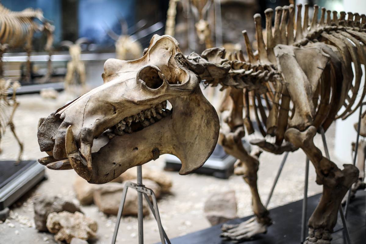 Zoological Museum at the Giza Zoo in Egypt – Middle East Monitor