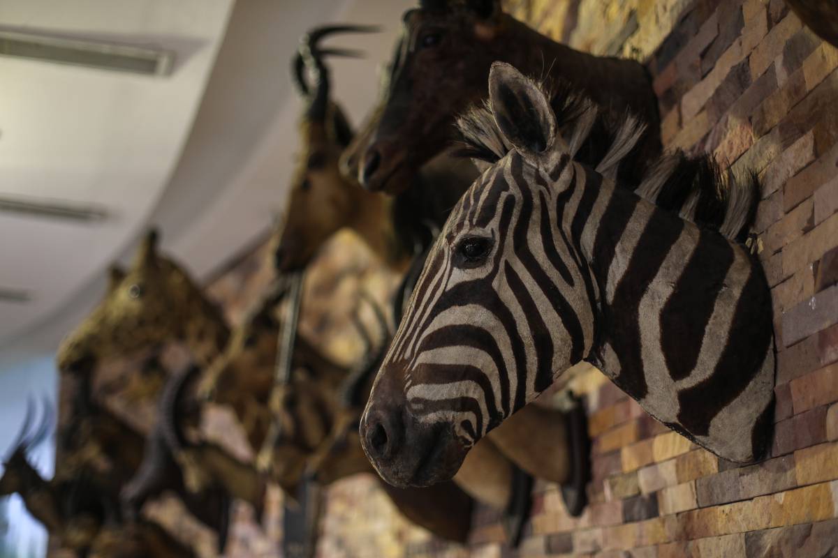 Zoological Museum at the Giza Zoo in Egypt – Middle East Monitor